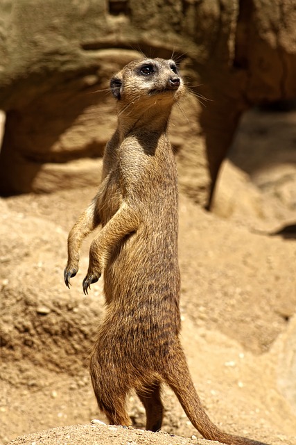 meerkat public domain – Susan Solovic
